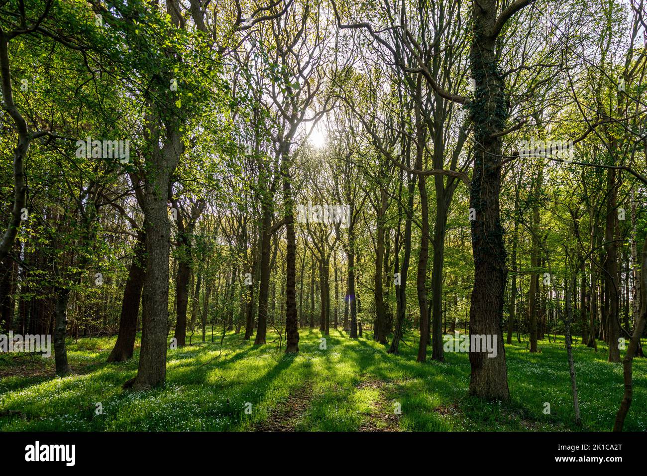 Deciduous trees and forest meadow with wood anemones Stock Photo - Alamy