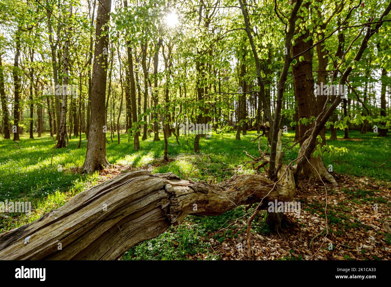 Deciduous trees and forest meadow with wood anemones Stock Photo - Alamy