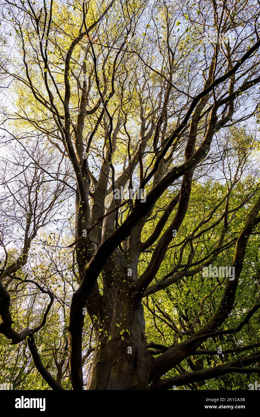 Buche wald deutschland hi-res stock photography and images - Alamy