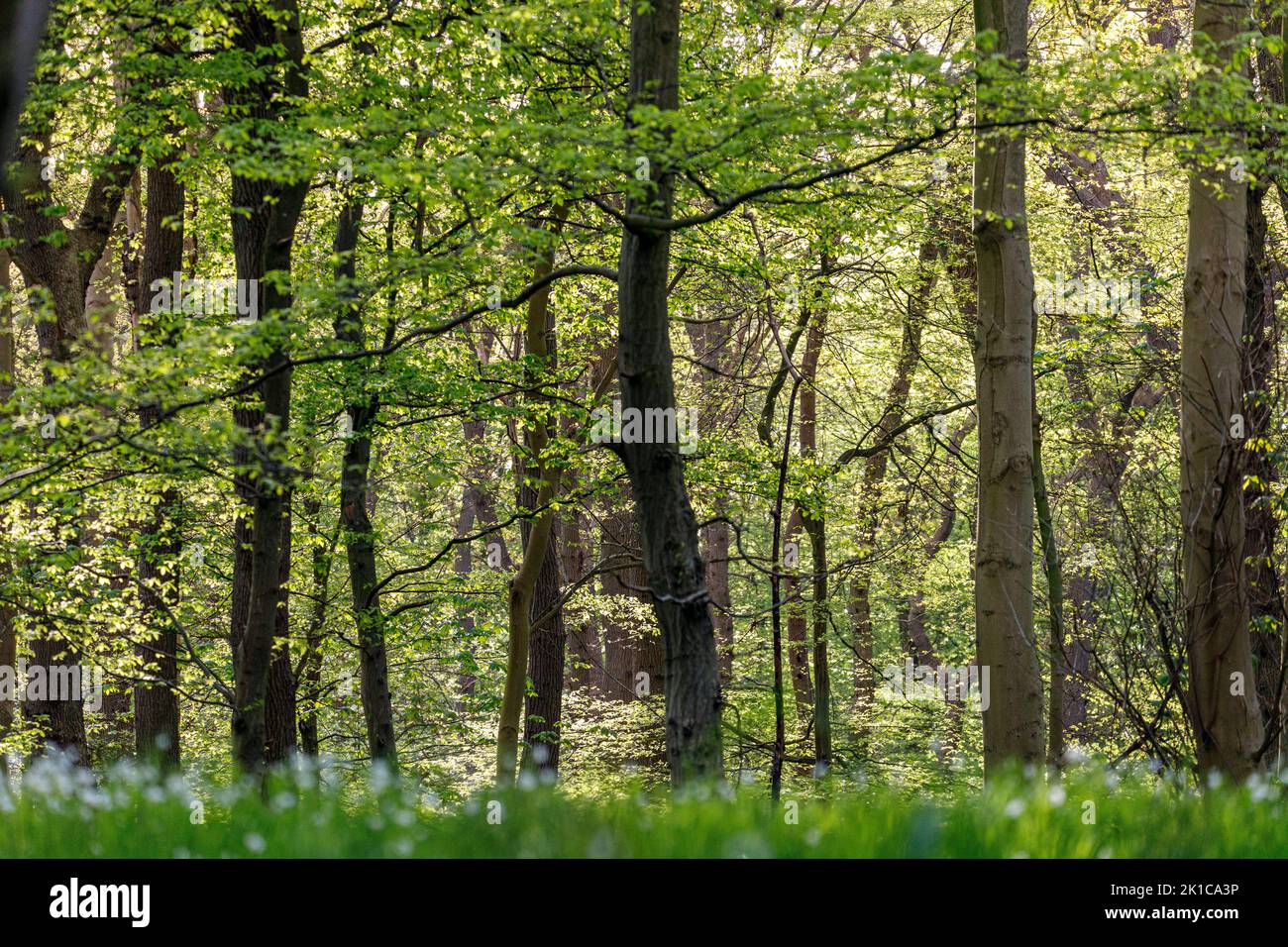 Deciduous trees and forest meadow with wood anemones Stock Photo - Alamy