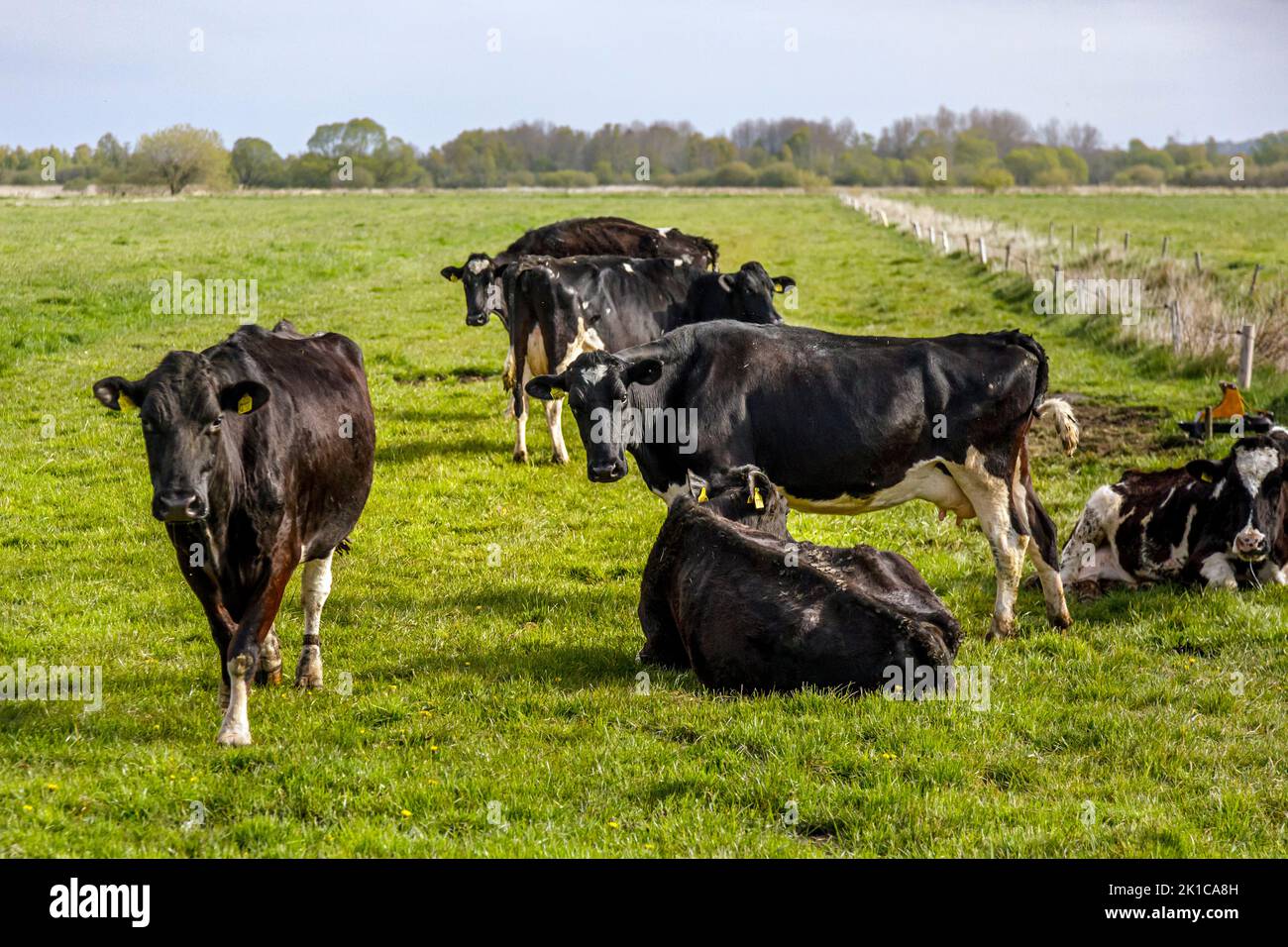 Herd cattle standing on hi-res stock photography and images - Alamy