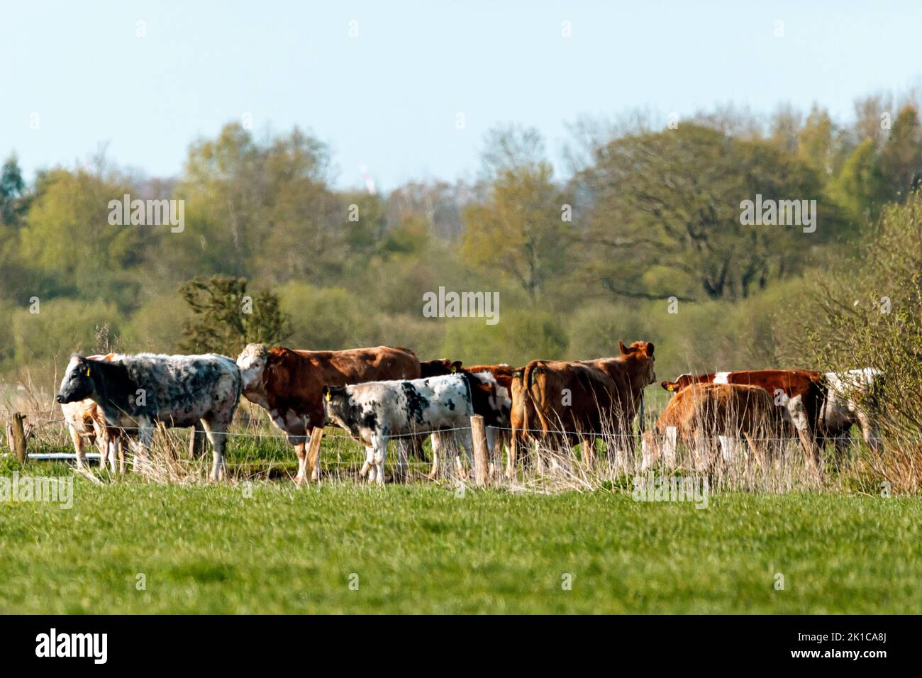 Landwirtschaft rinder ochsen ochsen hi-res stock photography and images ...