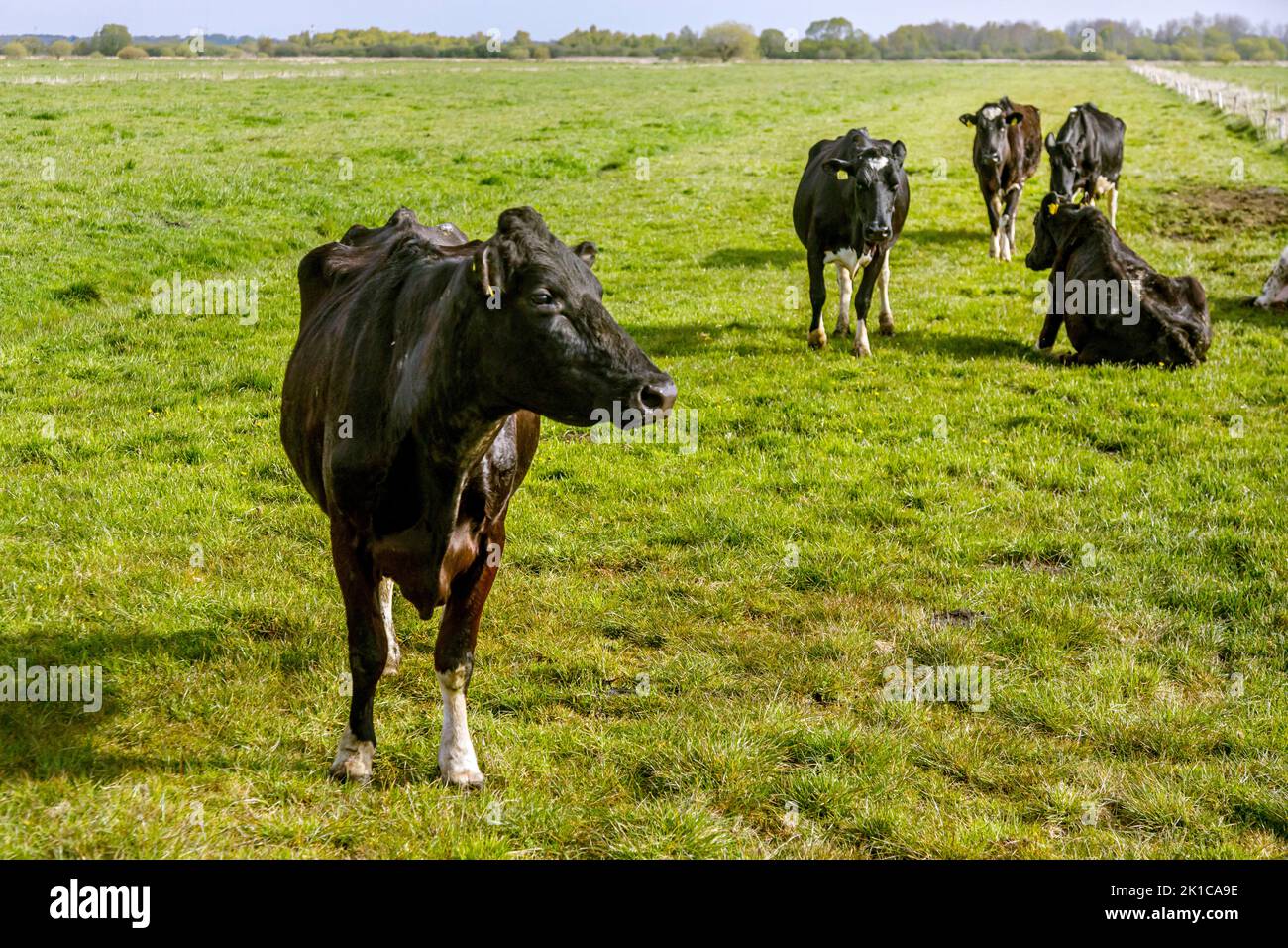 Grazing dairy cows standing on hi-res stock photography and images - Alamy