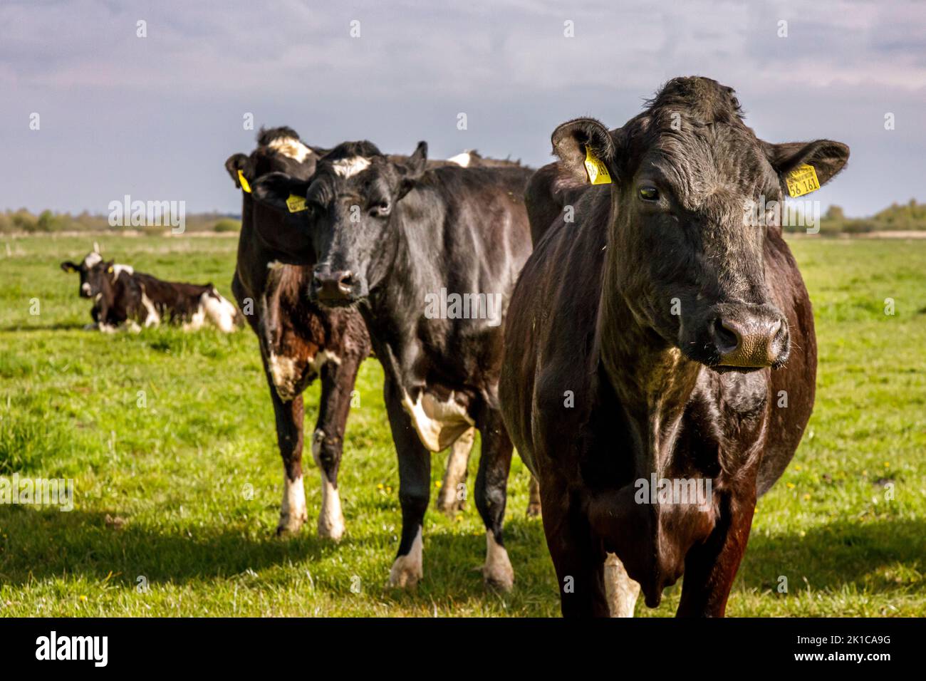 Cattle breeding husbandry hi-res stock photography and images - Alamy