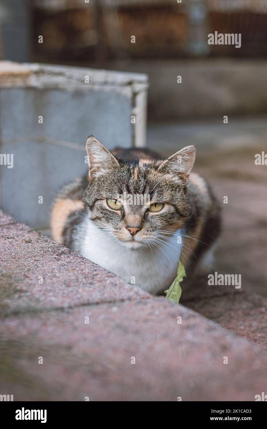 Angry and bored look of three colourful house cats walking in the ...