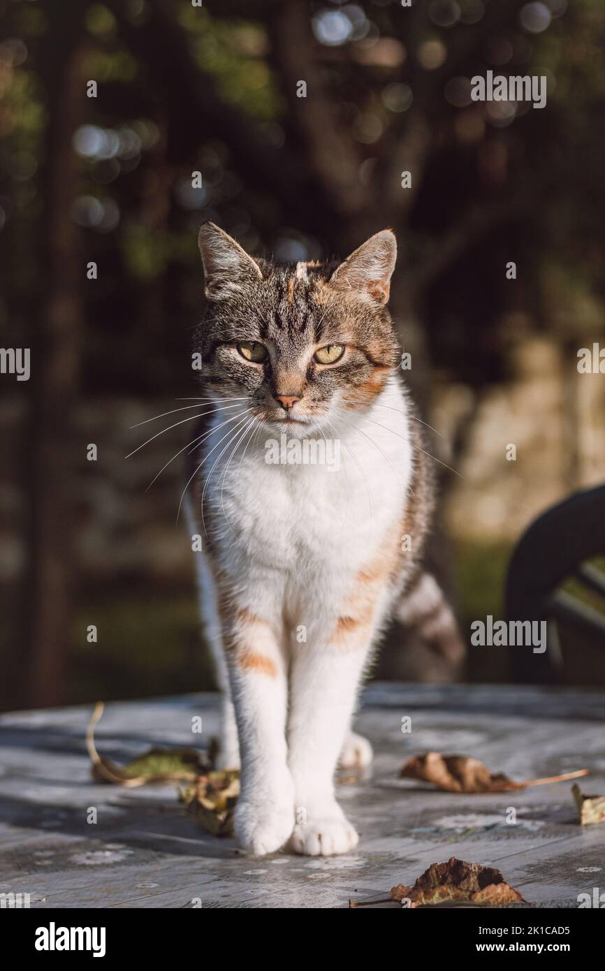 Curious and playful look of three colorful house cats standing on a ...