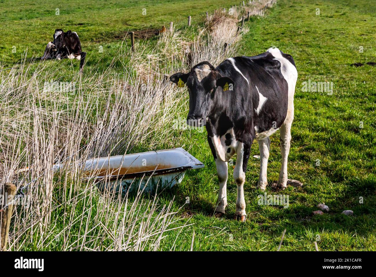 Pasture trough hi-res stock photography and images - Alamy