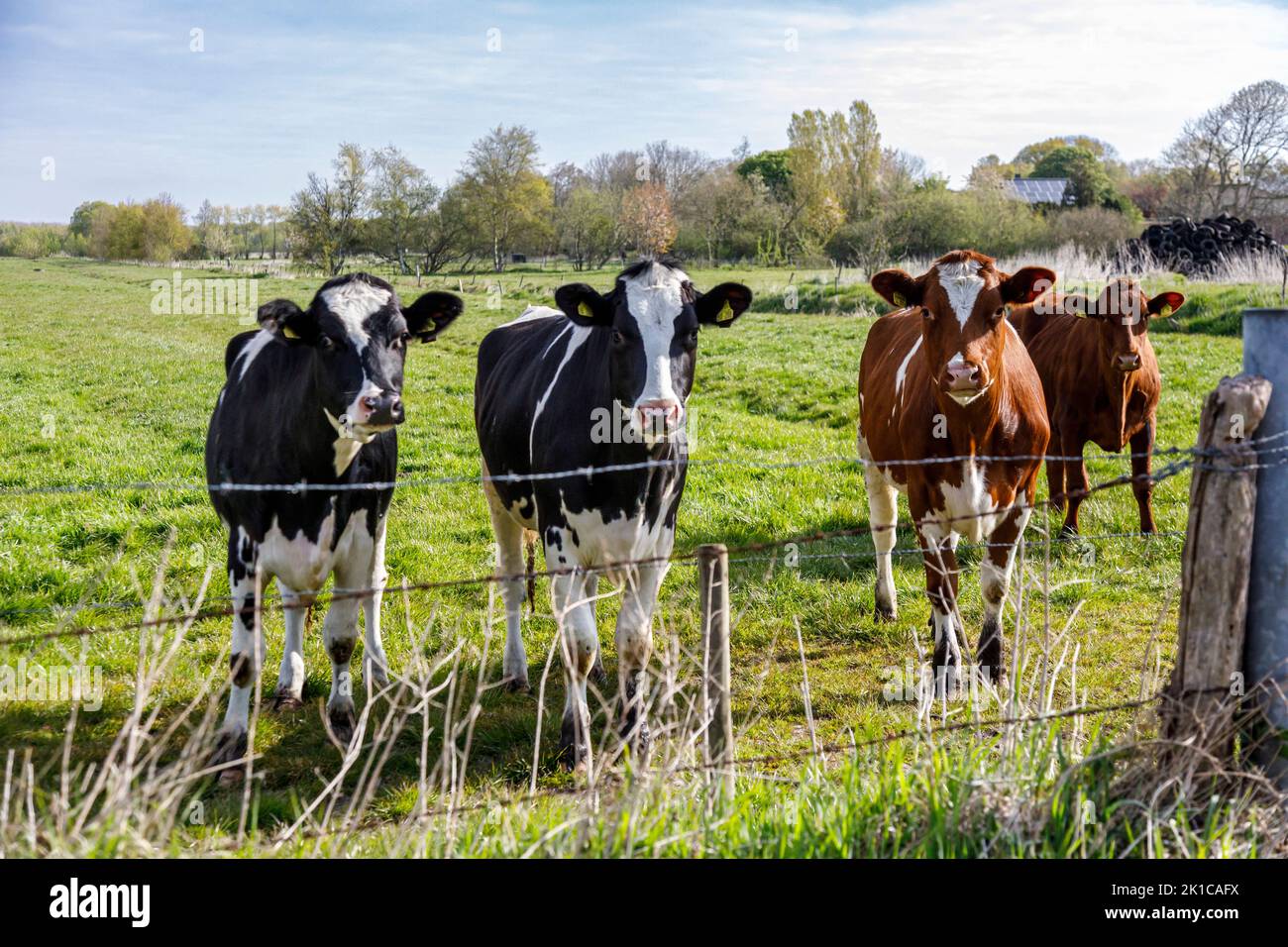 Herd of dairy cows on pasture Stock Photo - Alamy