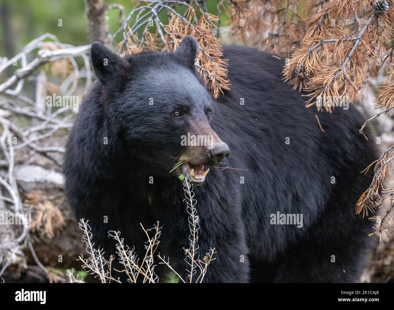 A closeup shot of an Olympic black bear eating grass around tree ...