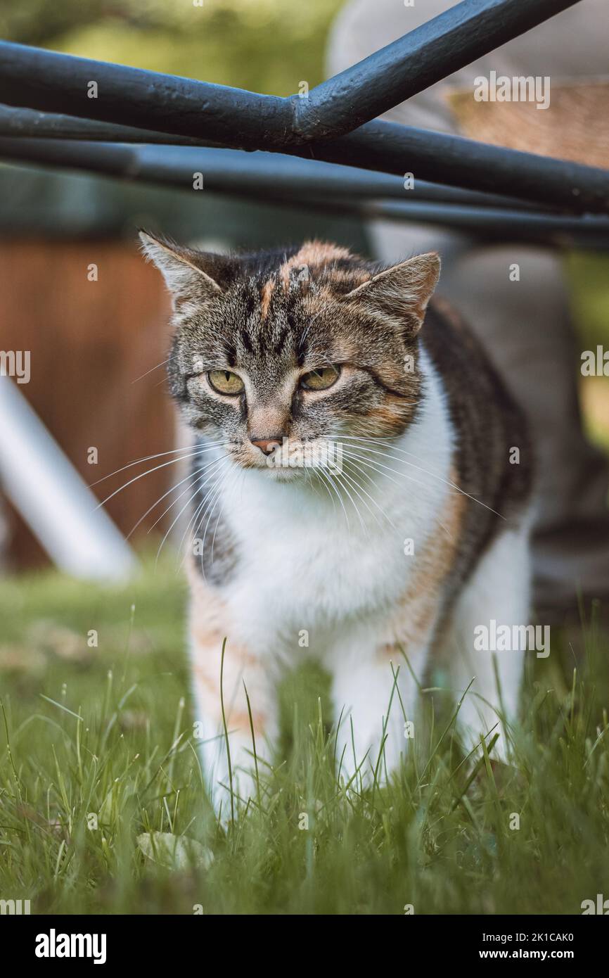 Angry and bored look of three colourful house cats walking in the ...