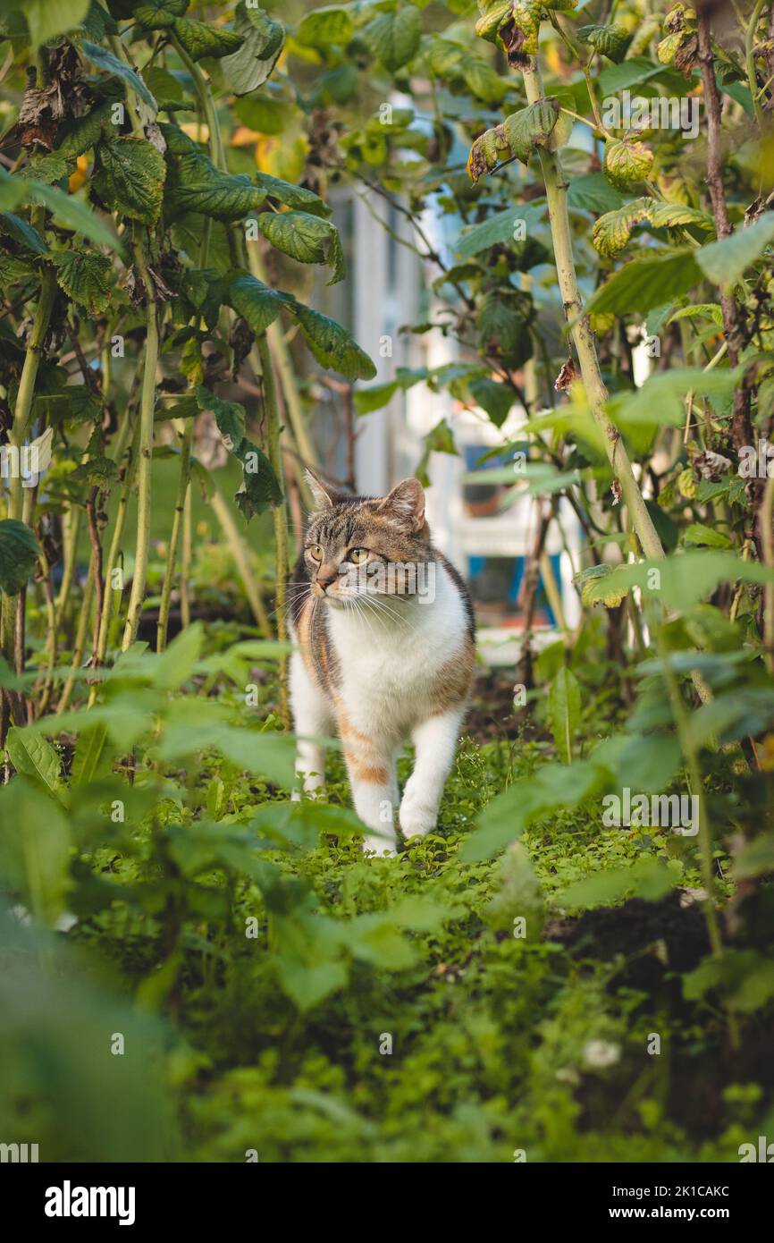 Curious sight of three colourful house cats walking through the ...
