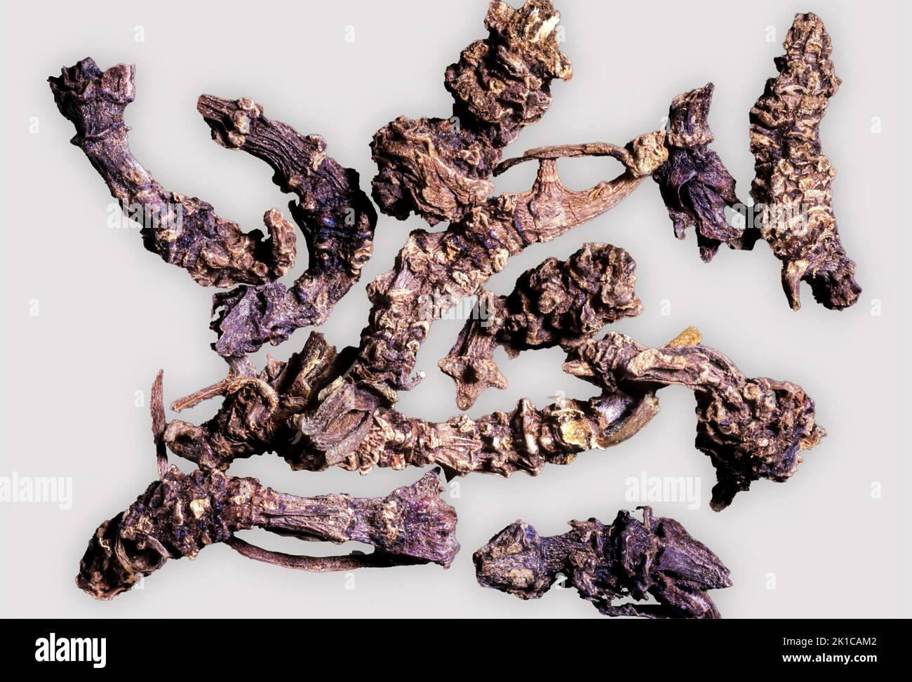 Cutout, Root of Valeriana Wallichii Tagar Ganthoda, an herb used in ...