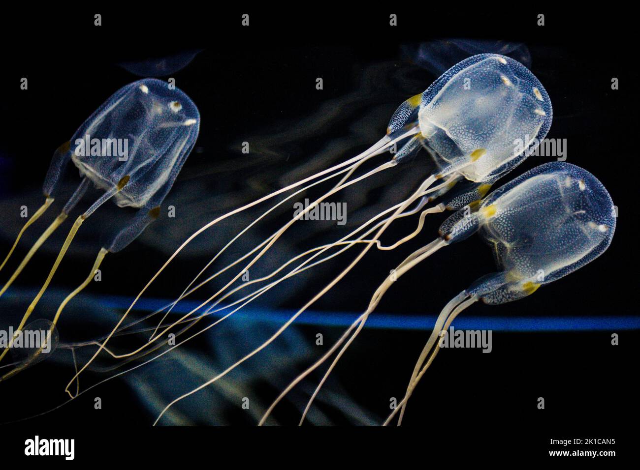 Moon common jellyfish (Aurelia aurita), Two Oceans Aquarium, Cape Town ...