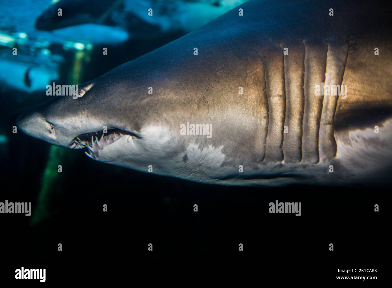 Two oceans aquarium cape town shark hi-res stock photography and images - Alamy