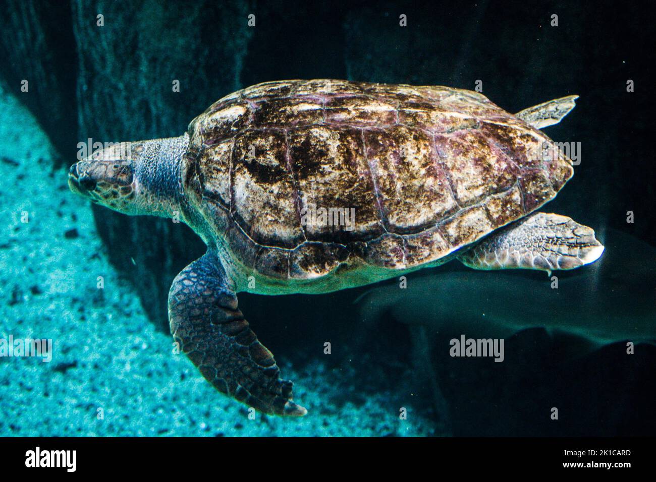 Sea turtle (Cheloniidae), Two Oceans Aquarium, Cape Town, South Africa ...