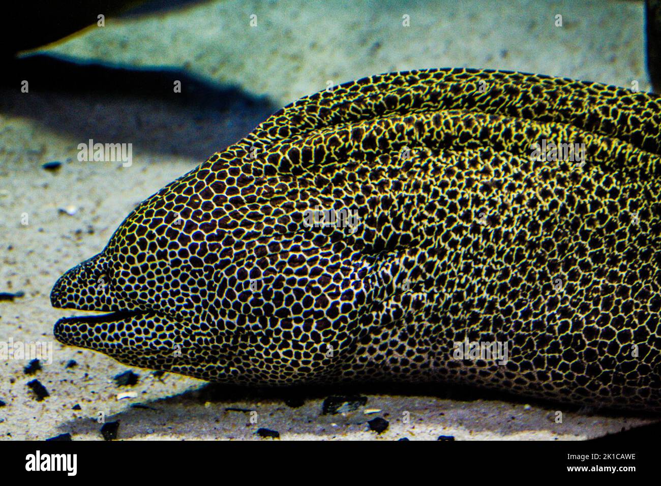 Giant Moray (Gymnothorax javanicus) moray, Two Oceans Aquarium, Cape ...