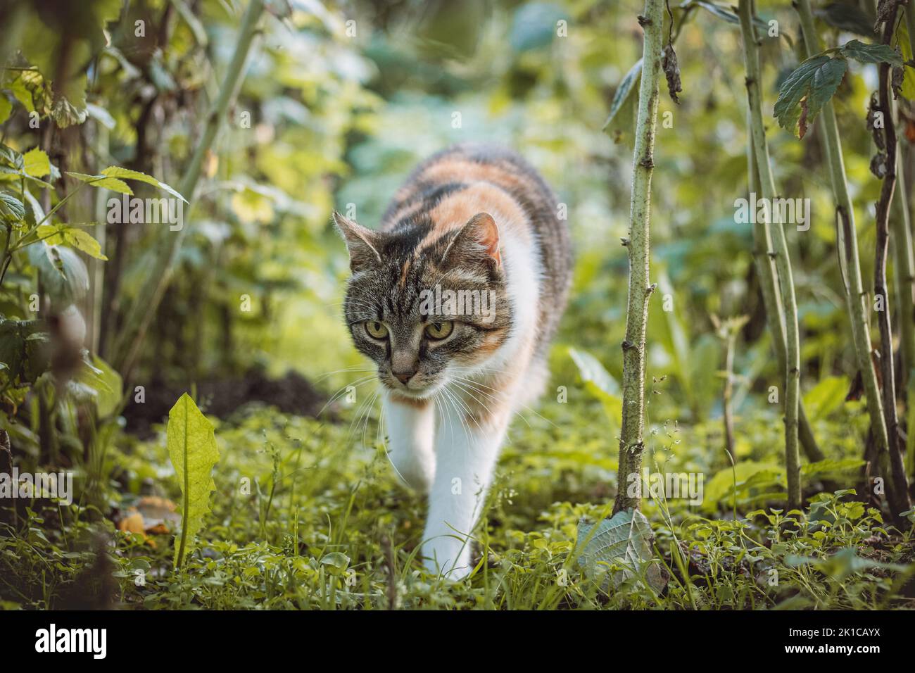 Curious sight of three colourful house cats walking through the ...