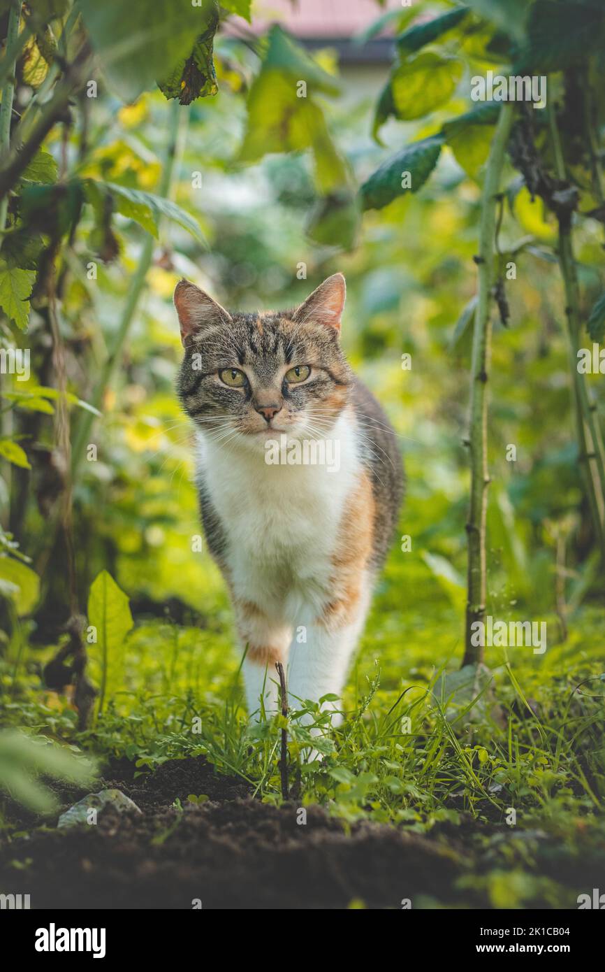 Curious sight of three colourful house cats walking through the ...