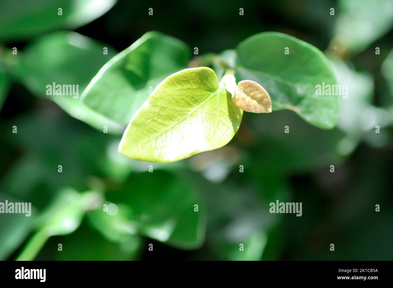 ficus pumila or climbing fig plant Stock Photo - Alamy