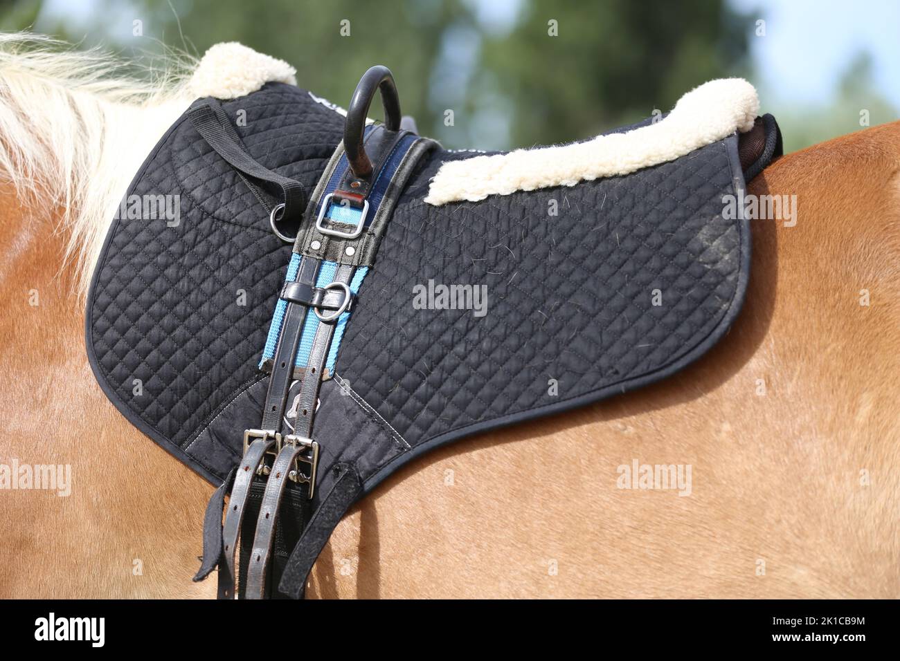 Close up of a sport horse saddle. Quality classical leather saddle ...