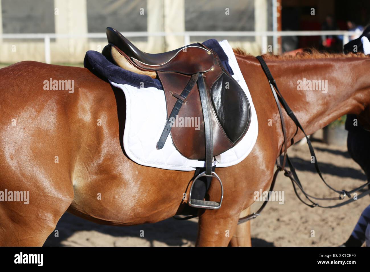 Close up of a sport horse saddle. Quality classical leather saddle ...