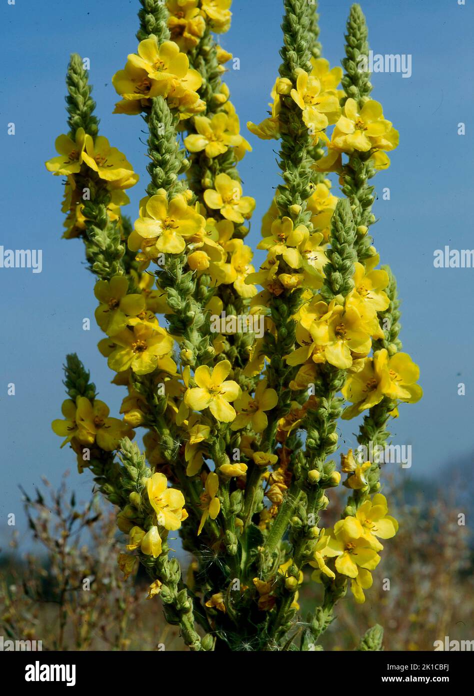 Great mullein (Verbascum thapsus Stock Photo - Alamy