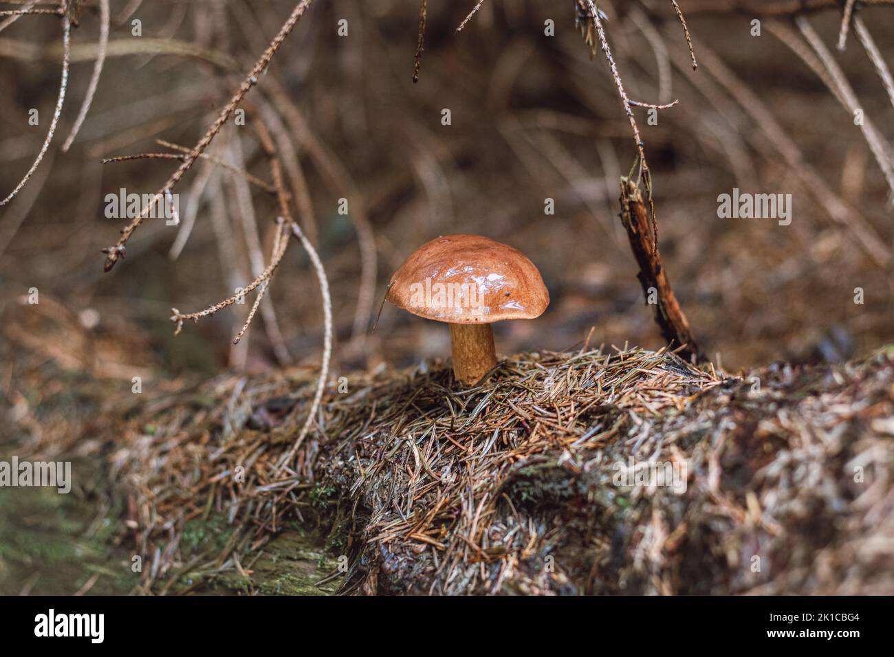 Detail of Boletus edulis in spruce needles. Autumn time in the months ...