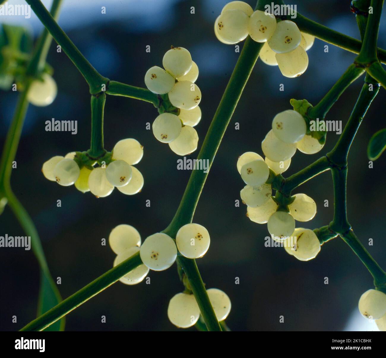 European mistletoe (Viscum album Stock Photo - Alamy