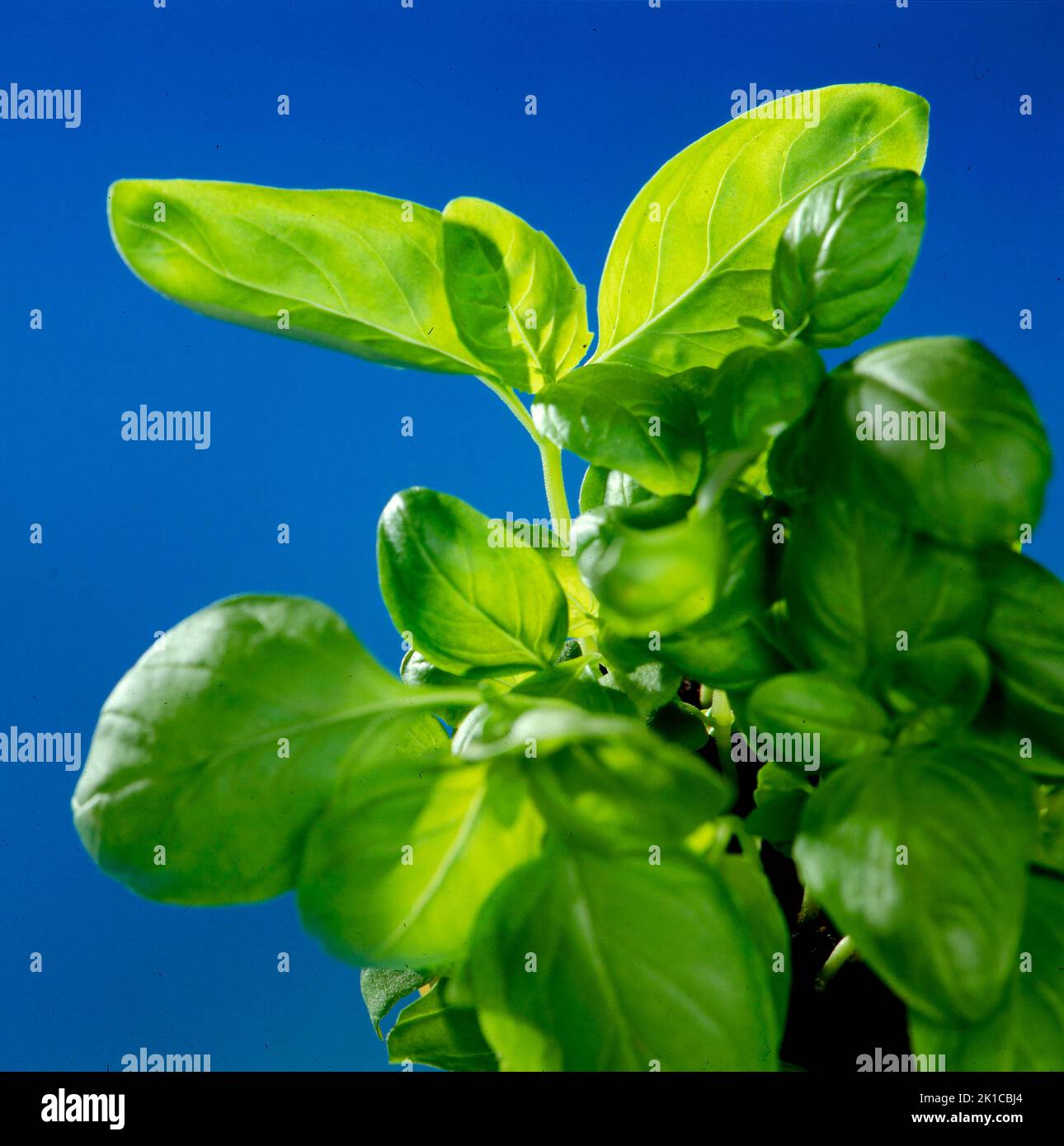 Fresh basil leaves (Ocimum basilicum Stock Photo - Alamy