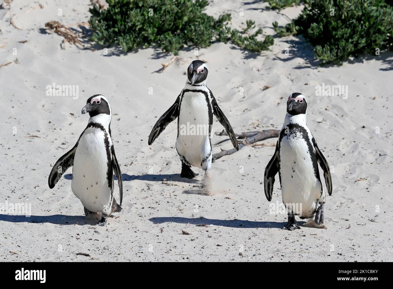 African penguins three adult hi-res stock photography and images - Alamy