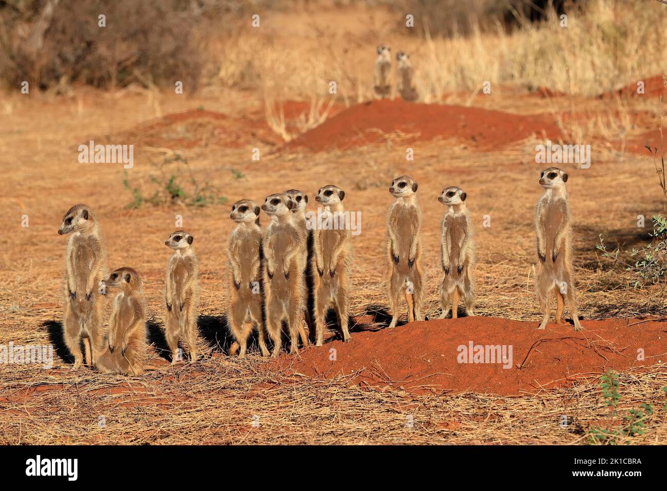 Meerkats (Suricata suricatta), meerkat, adult, group, family, standing ...