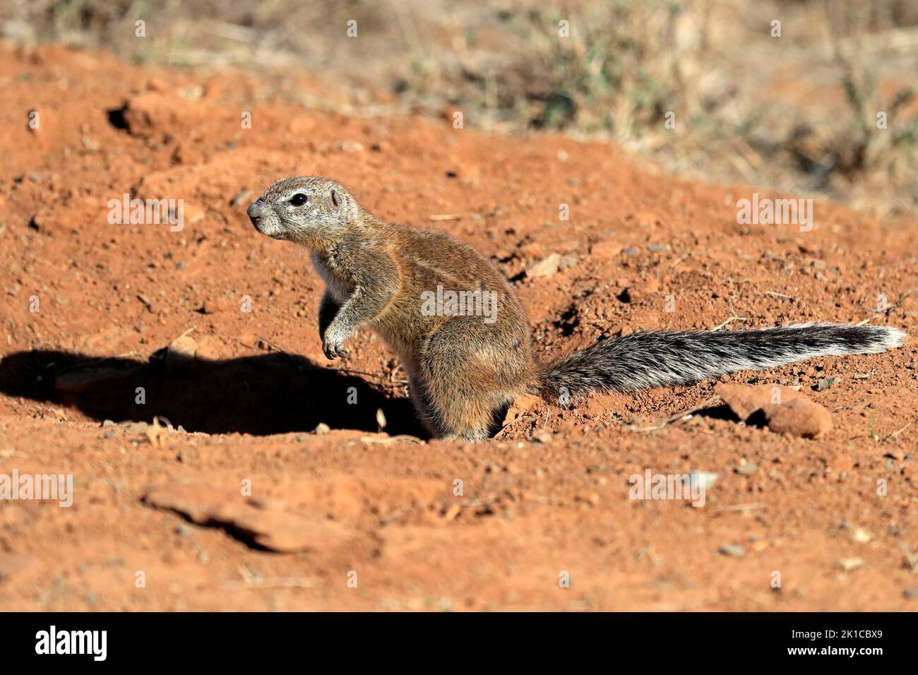 Cape ground squirrel (Xerus inauris), adult, alert, at burrow, Mountain ...