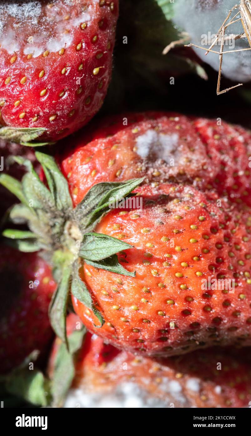Strawberries with mold. Strawberry diseases and storage. Red ripe ...