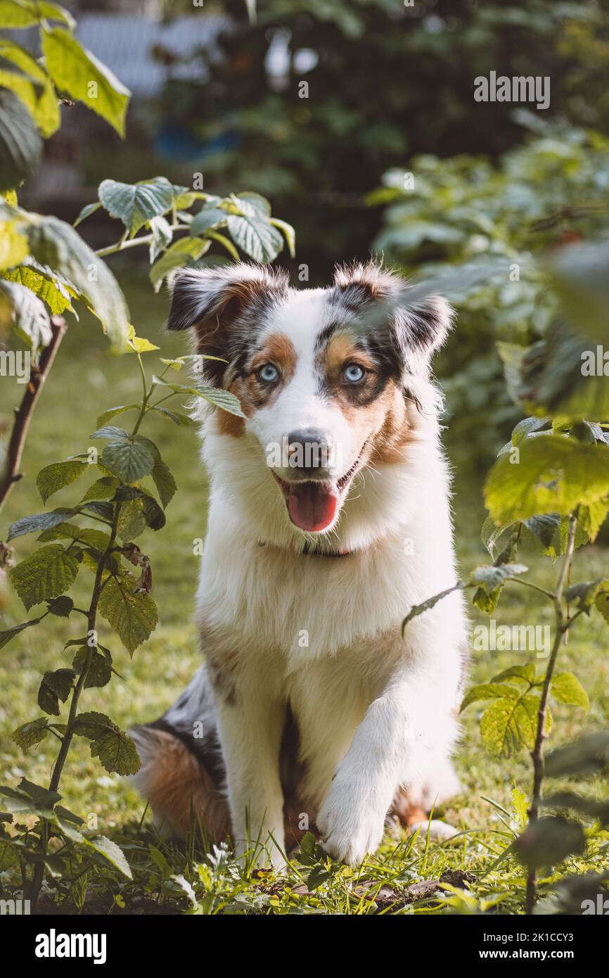 Blue-eyed Australian Shepherd puppy sits on his hind legs with his ...