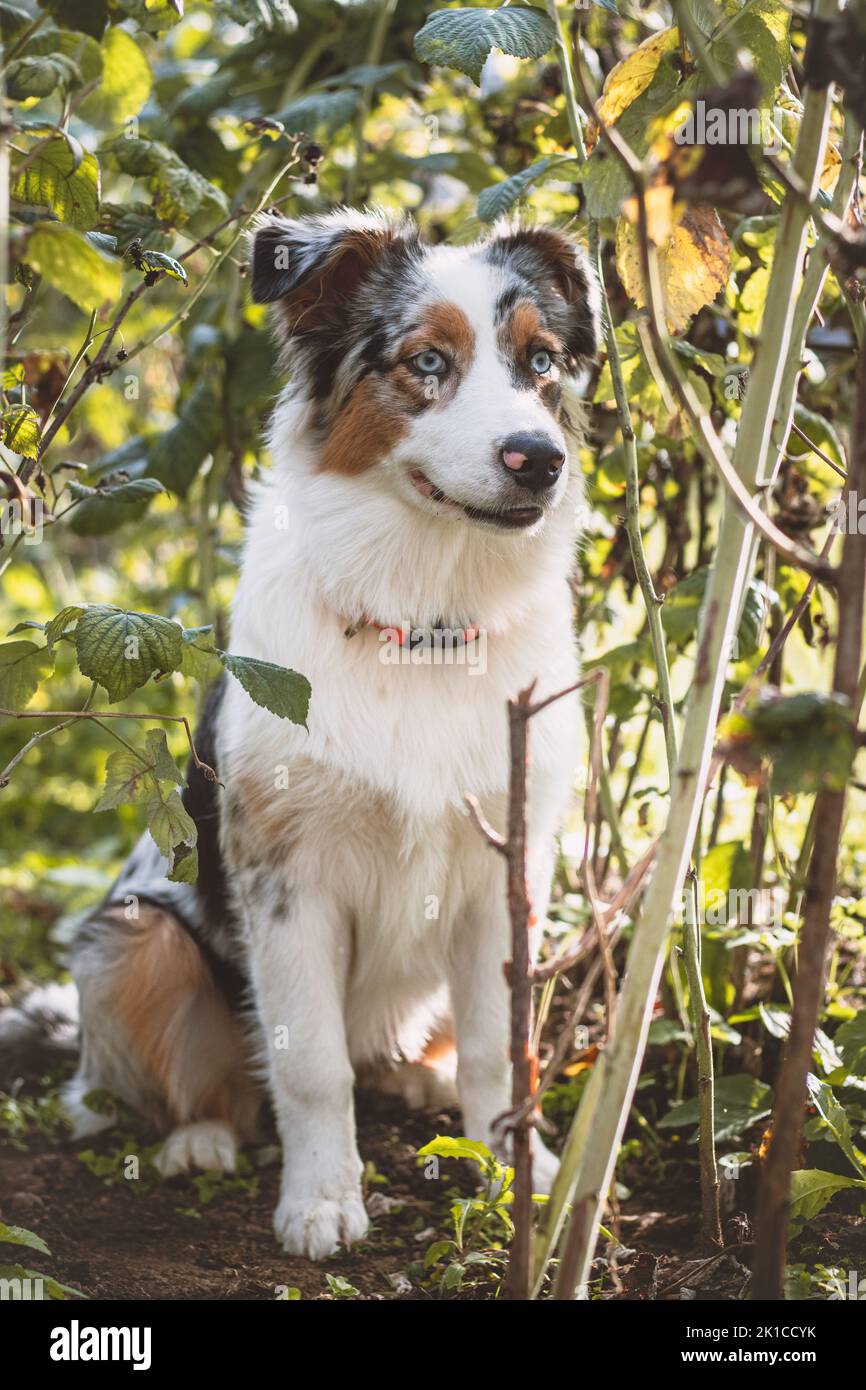 Blue-eyed Australian Shepherd puppy sits on his hind legs with his ...
