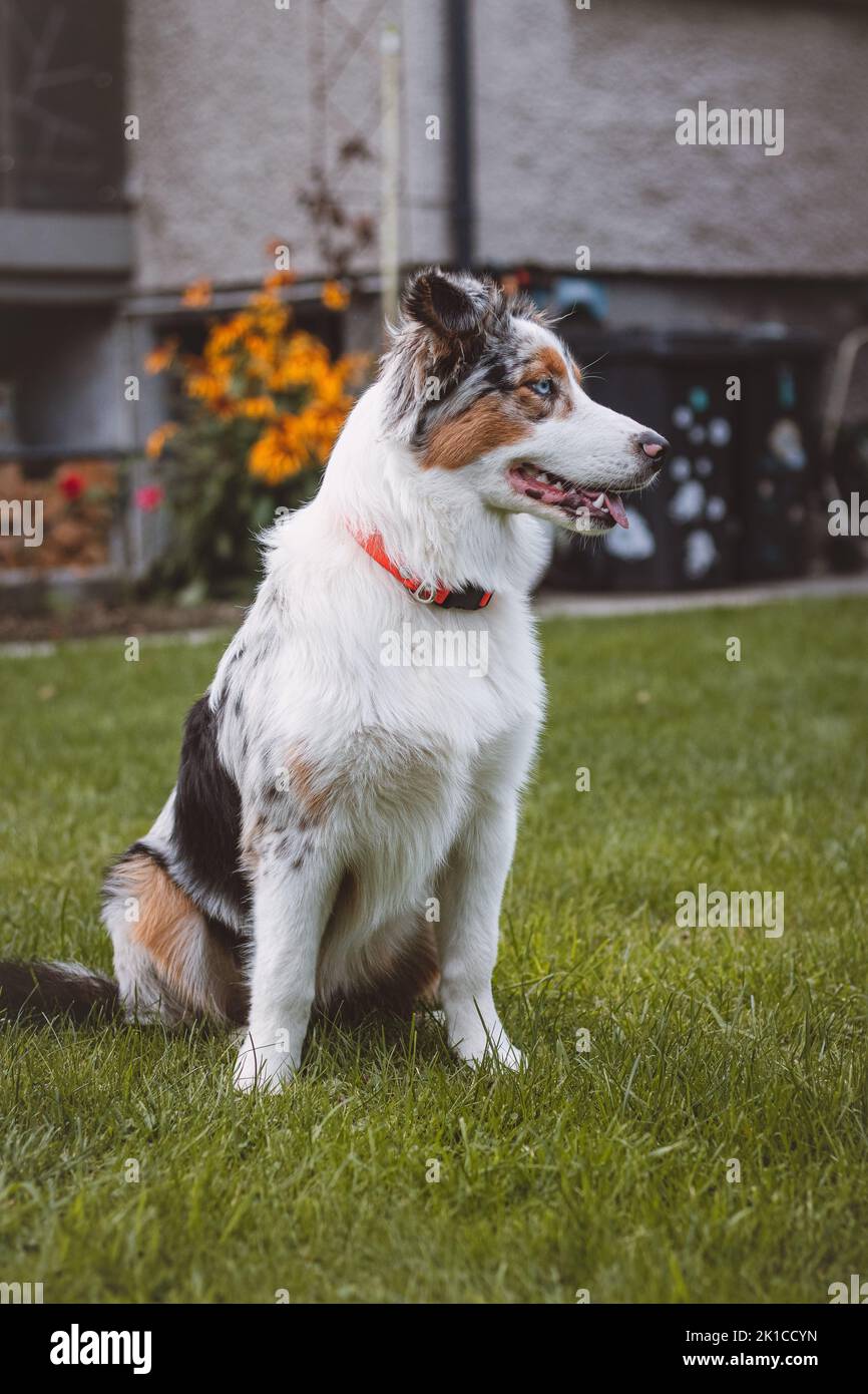 Blue-eyed Australian Shepherd puppy sits on his hind legs with his ...