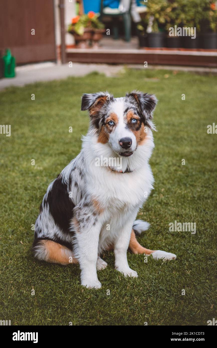 Blue-eyed Australian Shepherd puppy sits on his hind legs with his ...