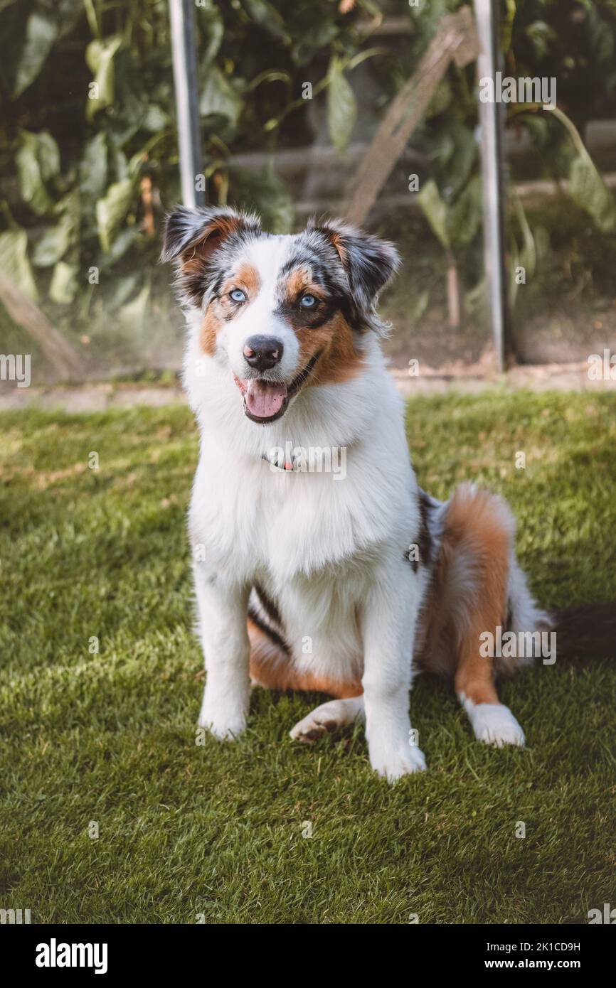Blue-eyed Australian Shepherd puppy sits on his hind legs with his ...