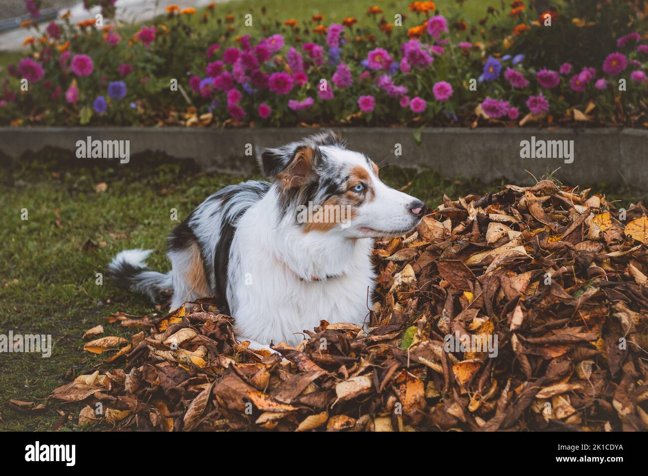 Australian Shepherd puppy playing in a pile of colourful leaves and ...
