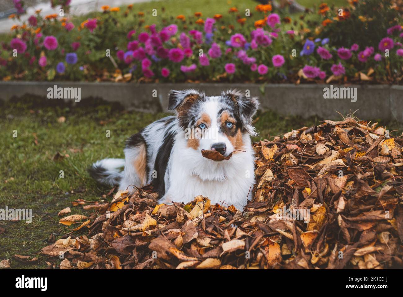 Australian Shepherd puppy playing in a pile of colourful leaves and ...