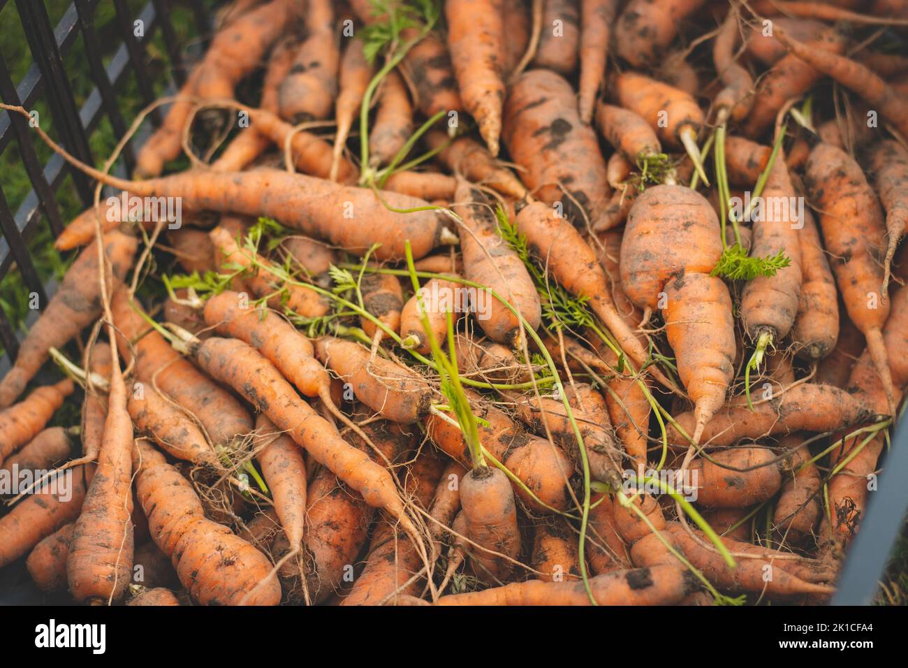 Basket of freshly picked orange carrots. Autumn vegetable picking in ...