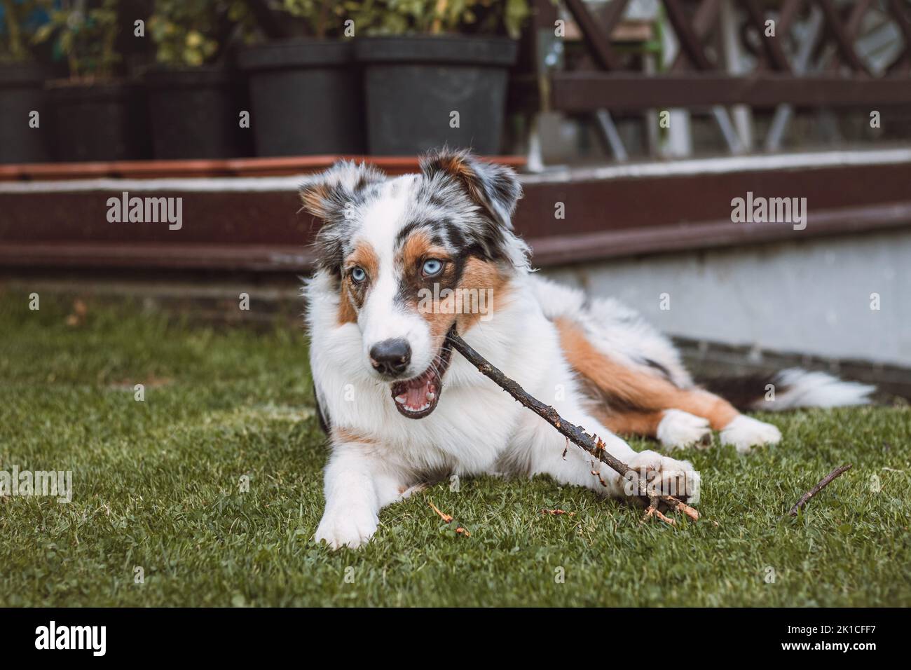 Can A Australian Shepherd Eat Slim Jim