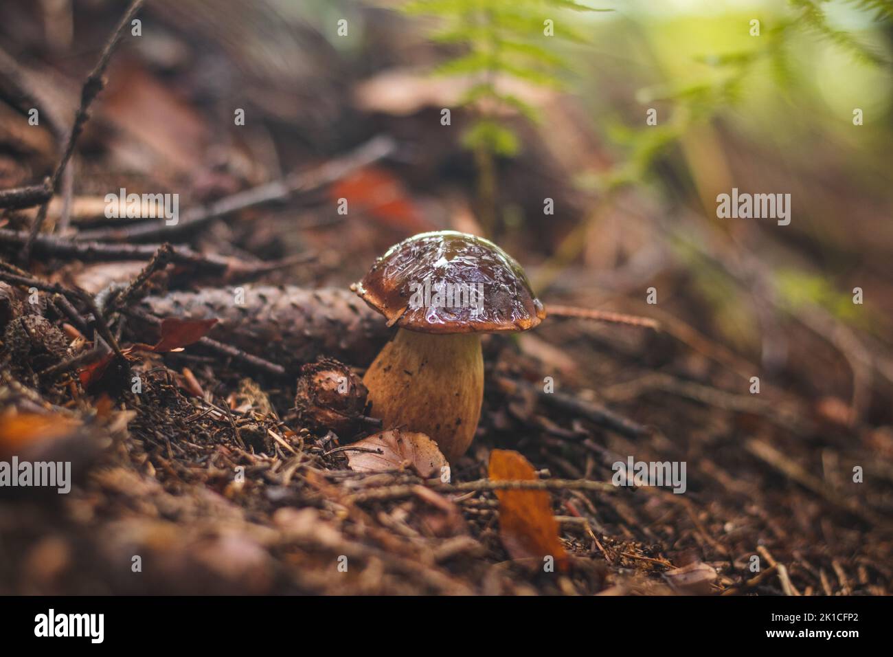 Detail of Boletus edulis in spruce needles. Autumn time in the months ...