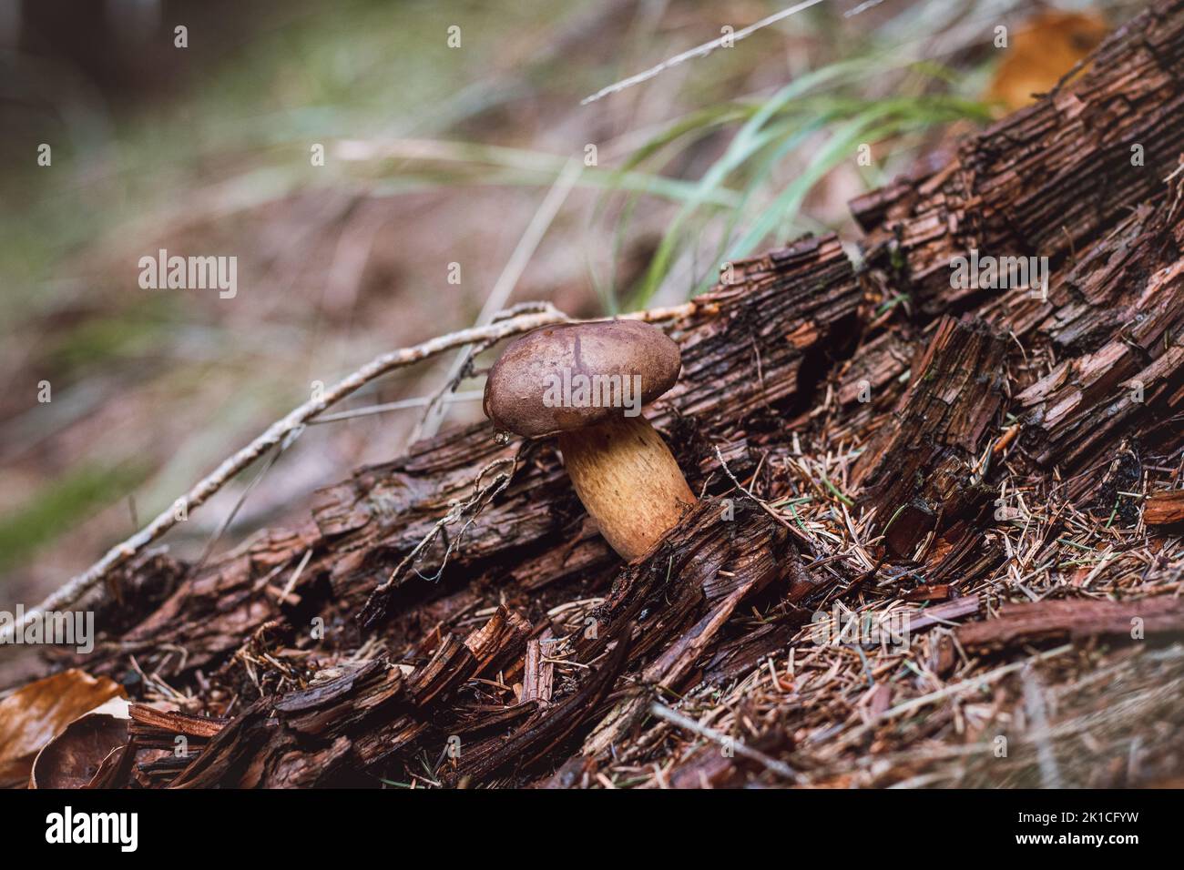Detail of Boletus edulis in spruce needles. Autumn time in the months ...