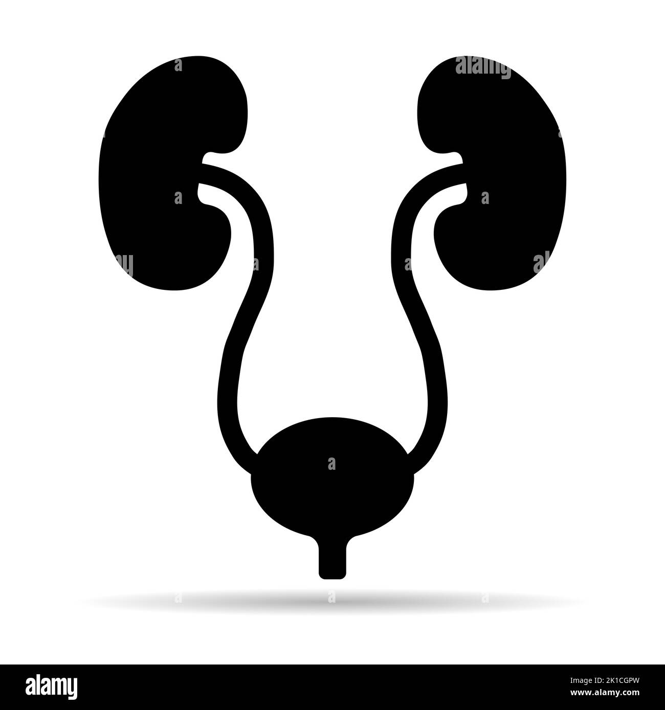 Urology health human icon shadow, anatomy medical body bladder sign ...