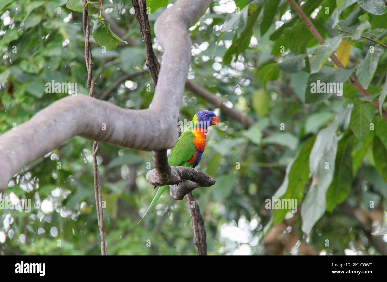 A multicolored rainbow lorikeet perches on a tree branch at Thala Beach ...