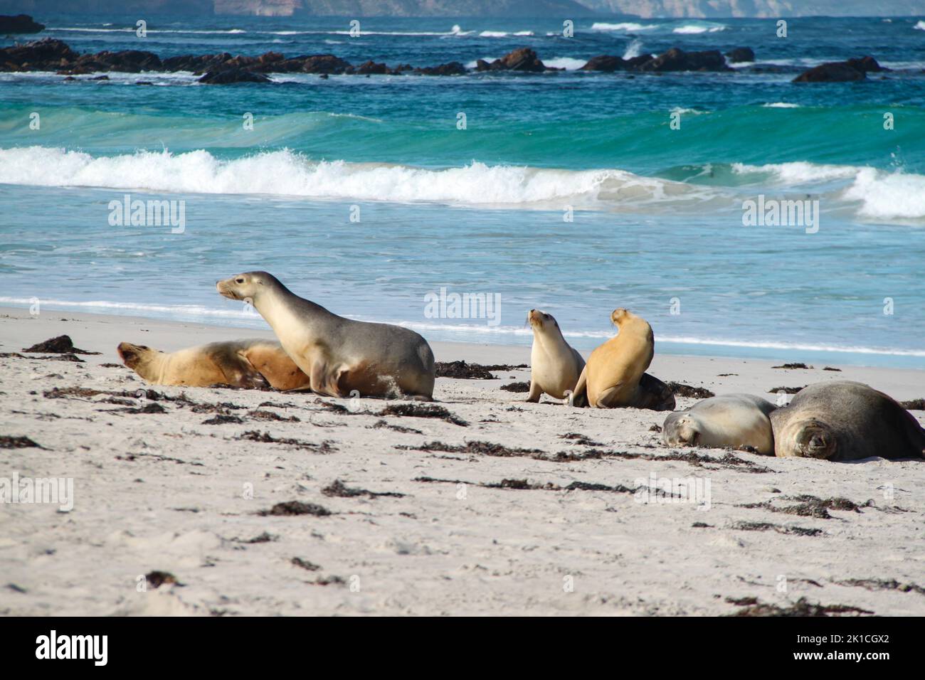 Endangered population of sea lions in Seal Bay on Kangaroo Island, lying on the white sand beach ...