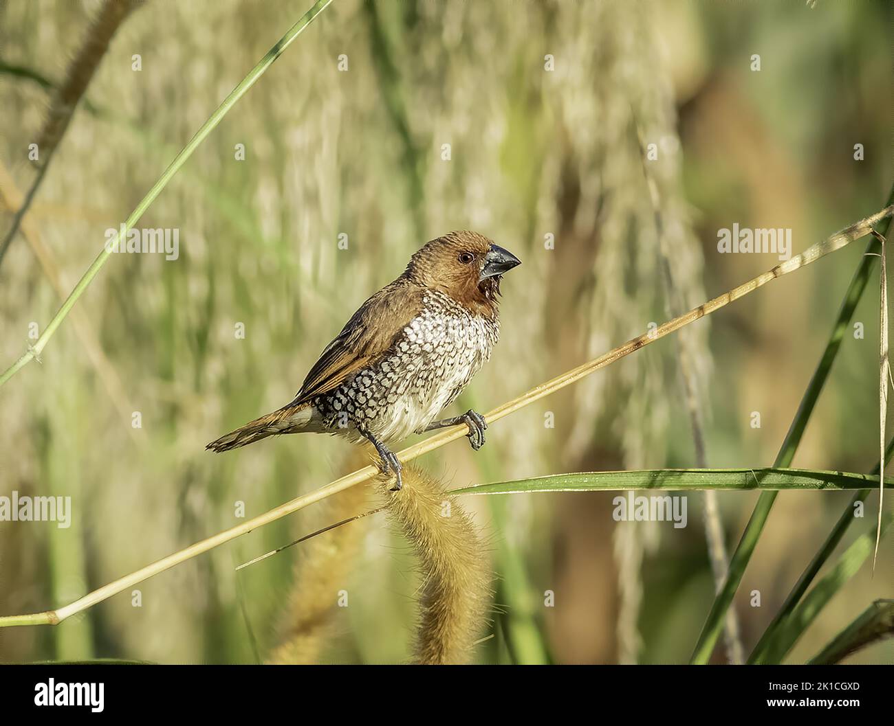 Scaly breasted munia in tree hi-res stock photography and images - Alamy