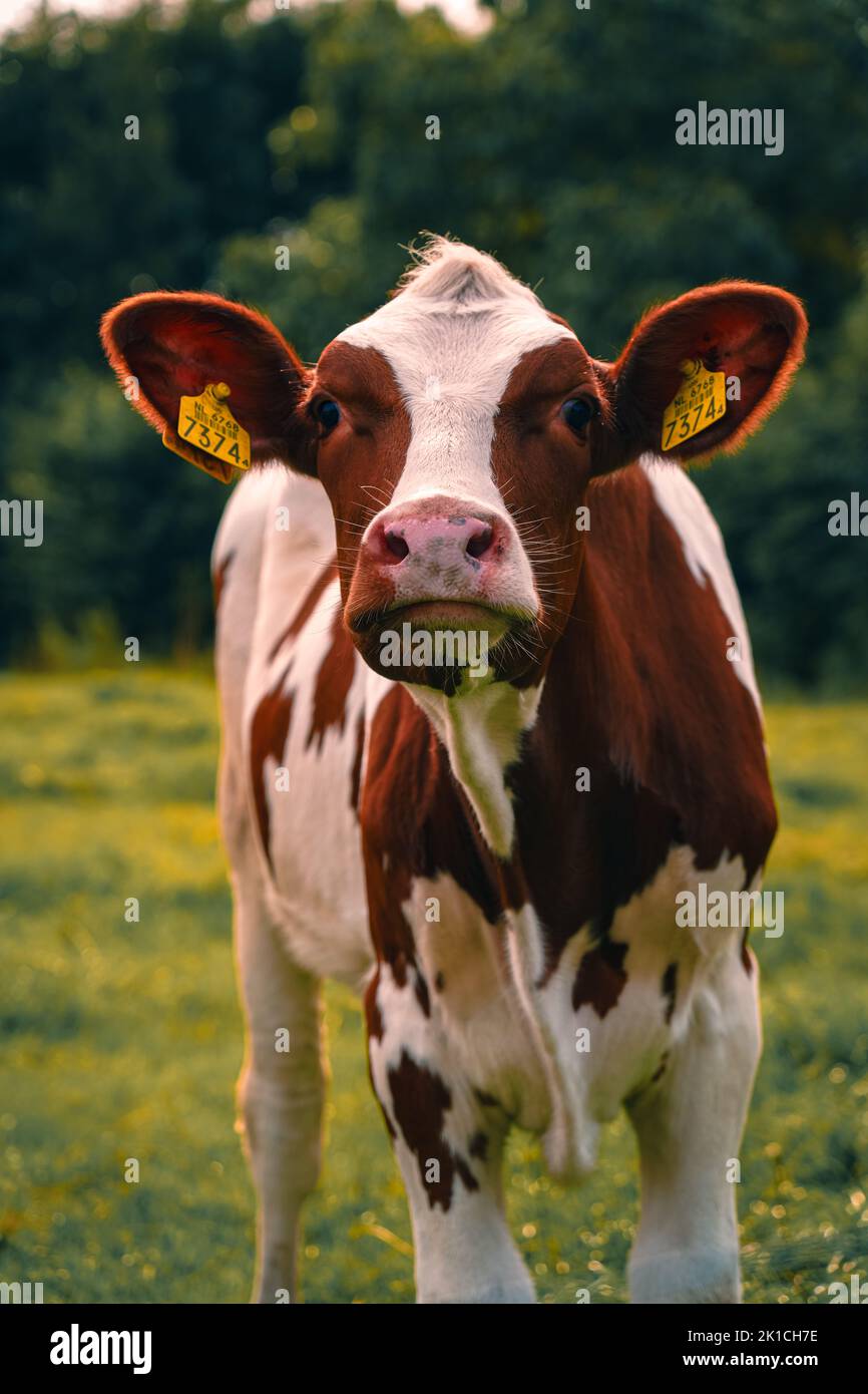 A vertical shot of a brown Holstein Friesian cattle with greenery in ...