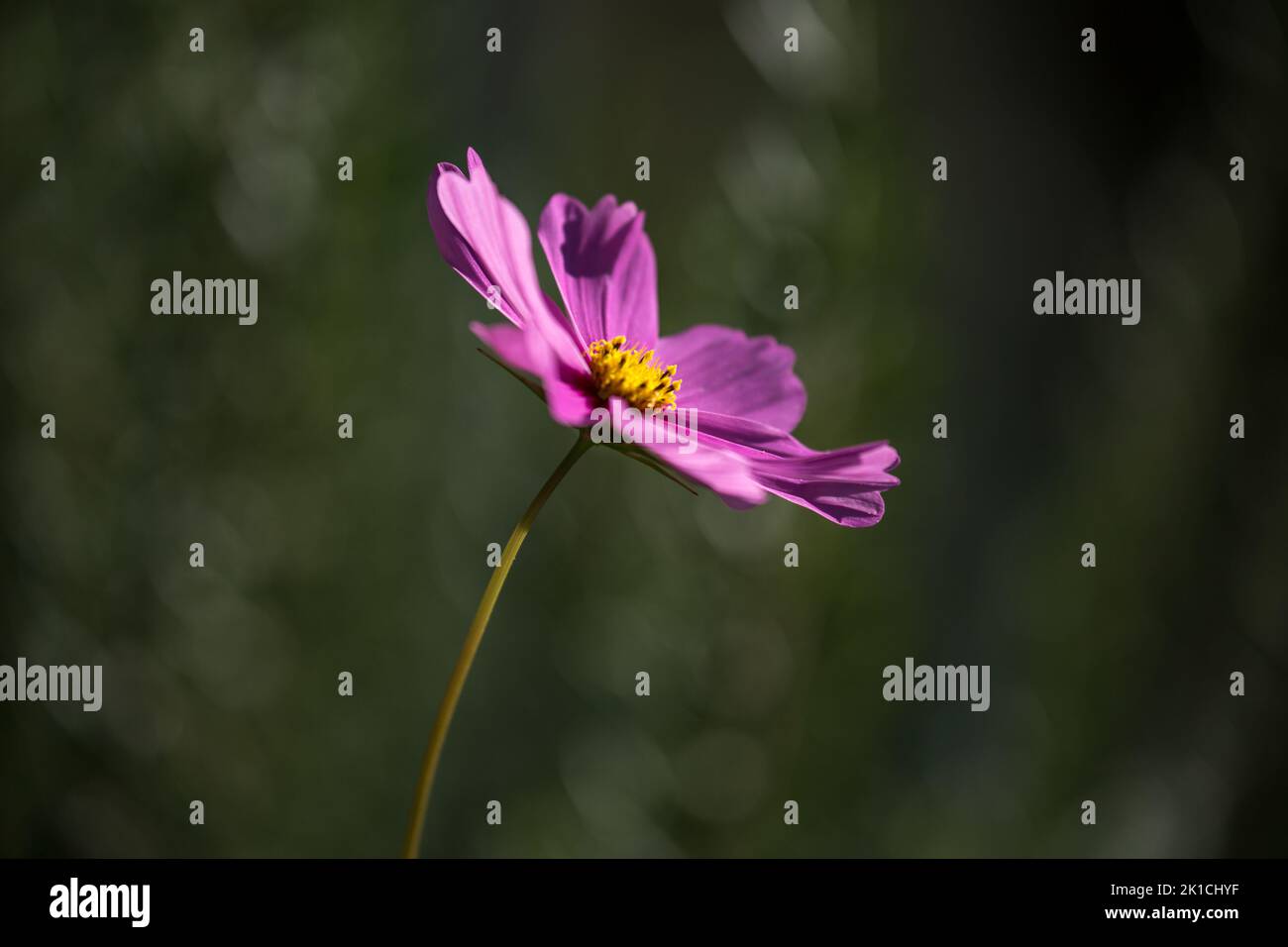 Closeup of a delightful and tender viola flower in mystical light. The ...